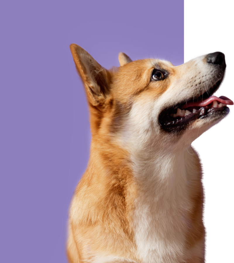 FAQs - Vet in Wales | Wales Animal Clinic