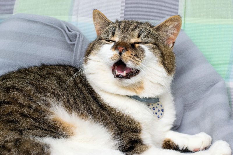 The Truth About Pet Snoring, Wheezing & Reverse Sneezing - Wales Animal ...